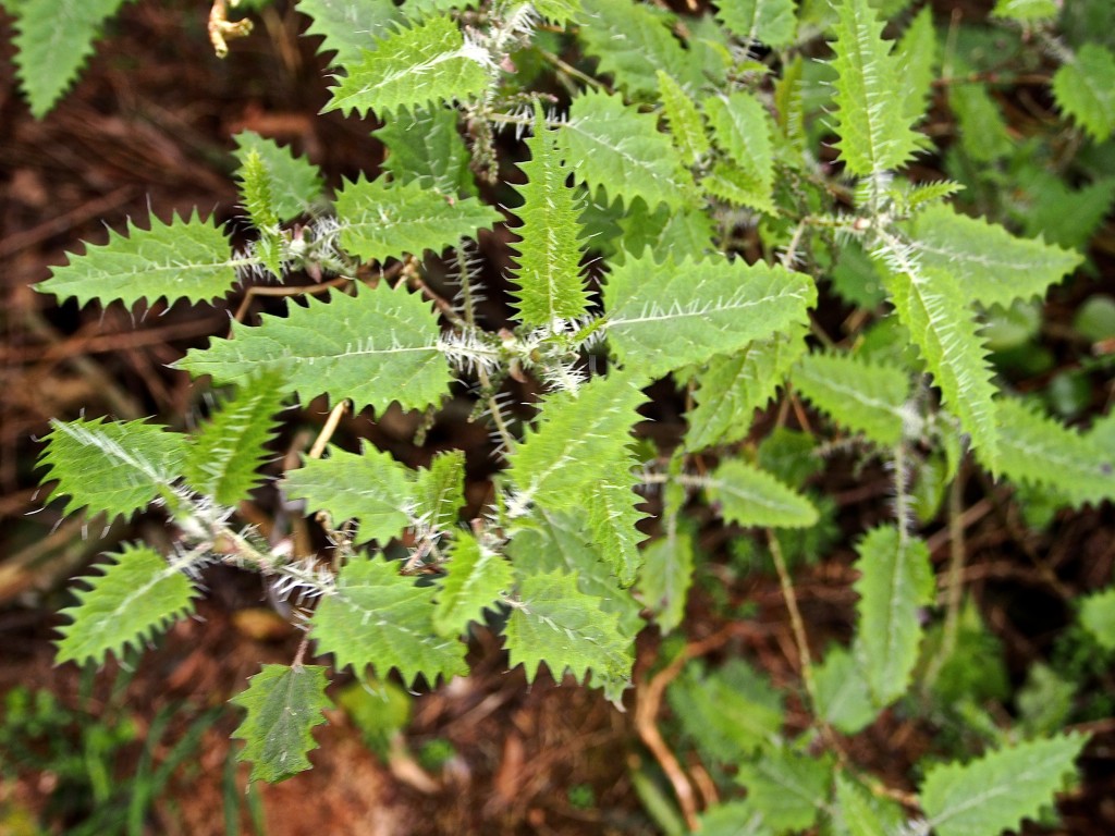 stinging nettle